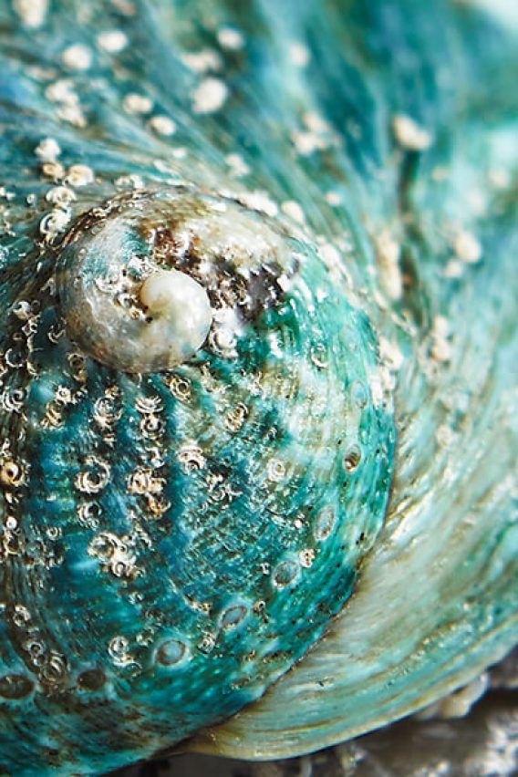 Jade Tiger Abalone - Craig Mostyn Group